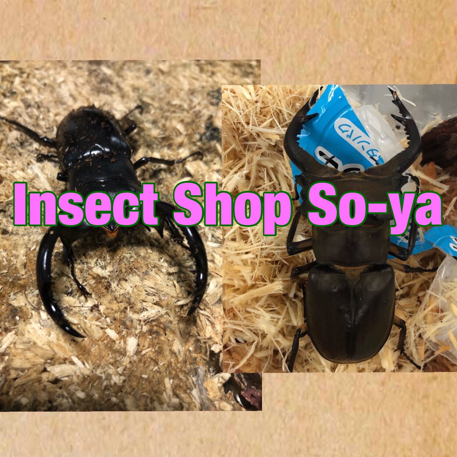 Insect Shop So-ya