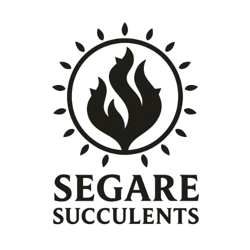Segare Succulents