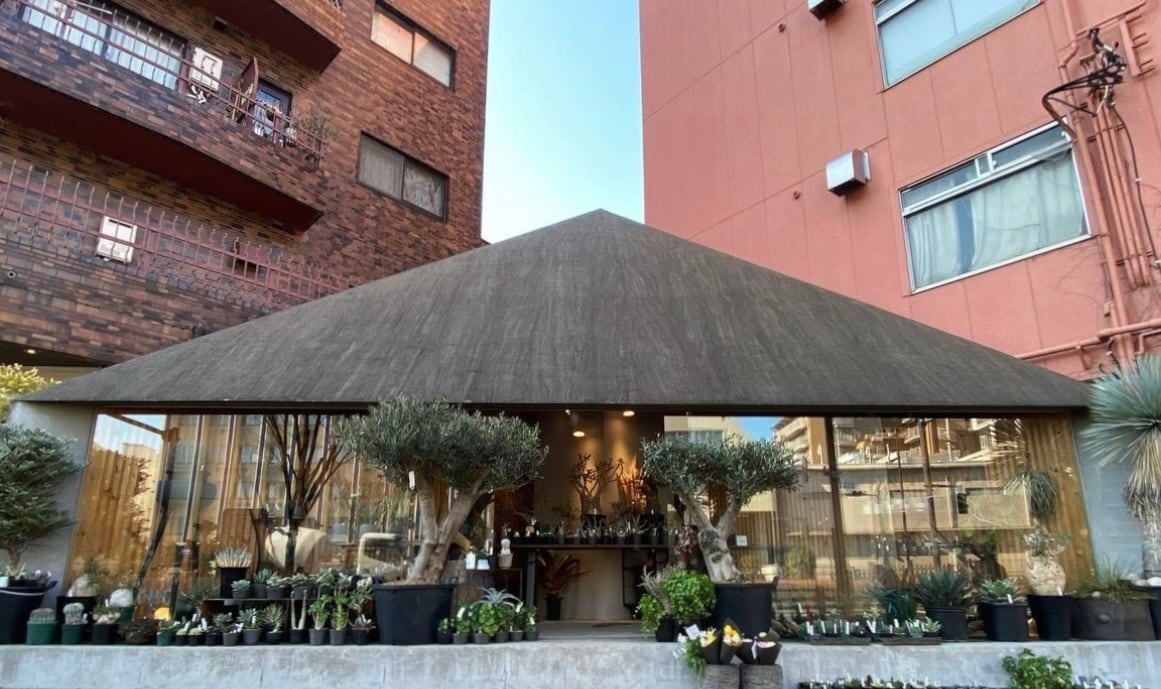 Henry Dean | HANACHO exotics plants