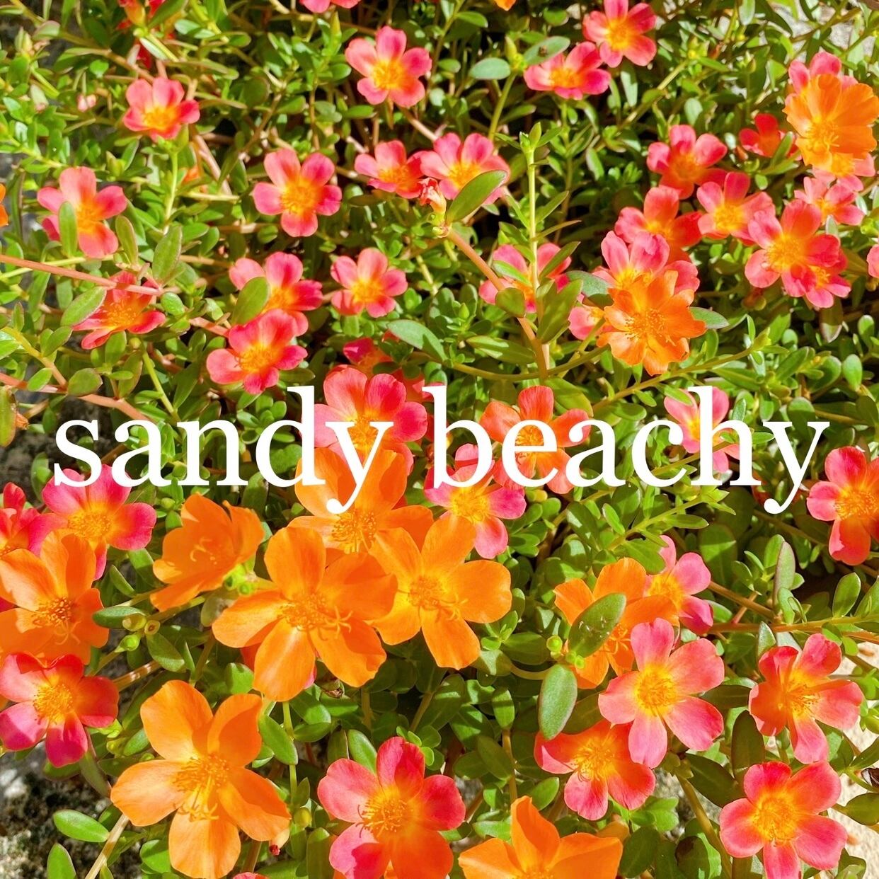 sandy beachy