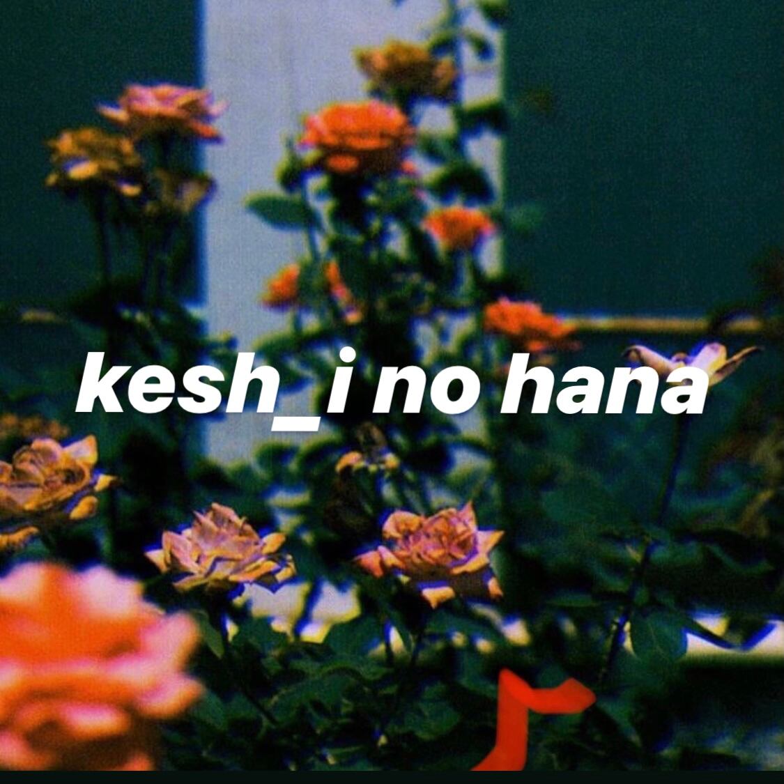 kesh_i no hana