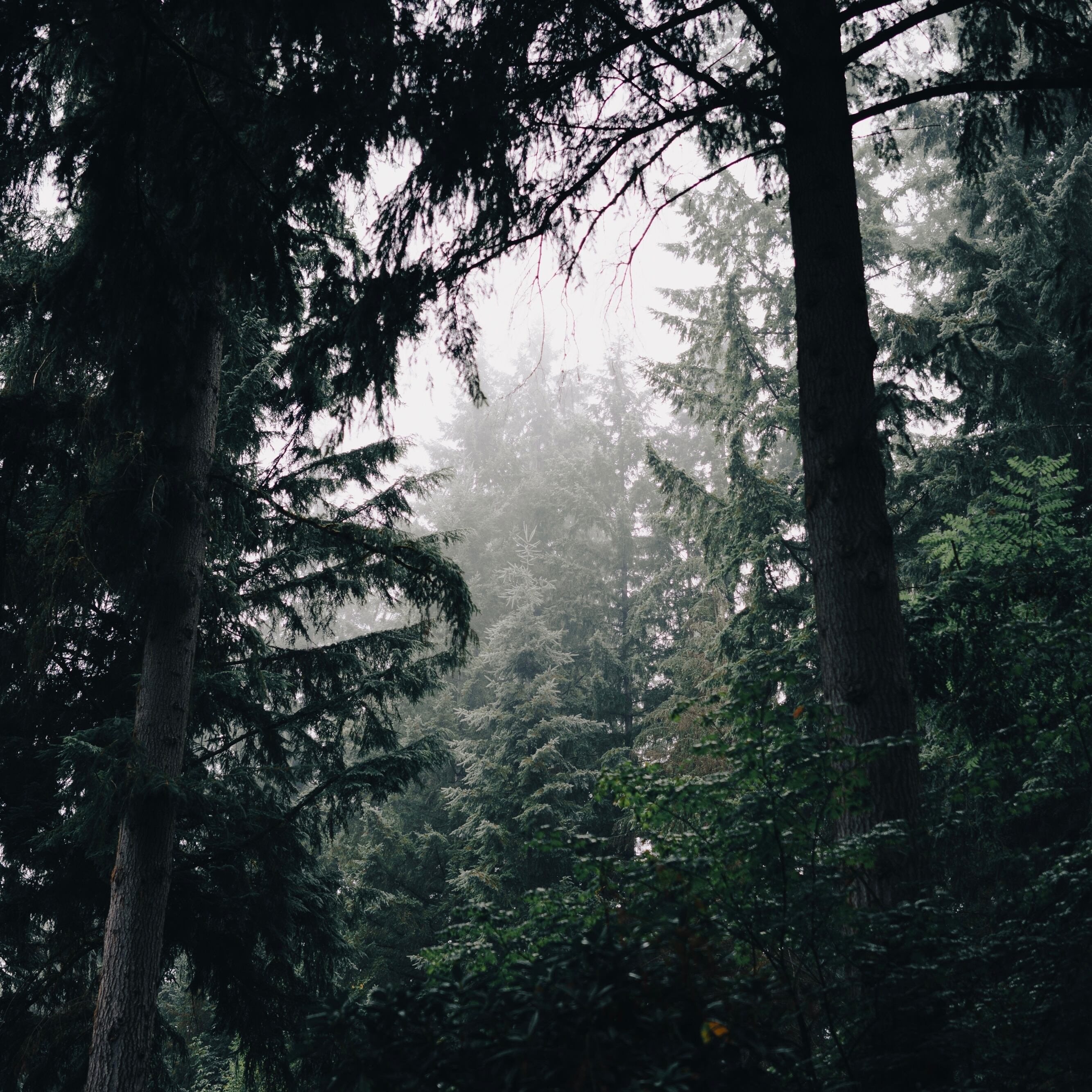 LIMINAL COFFEE ROASTER