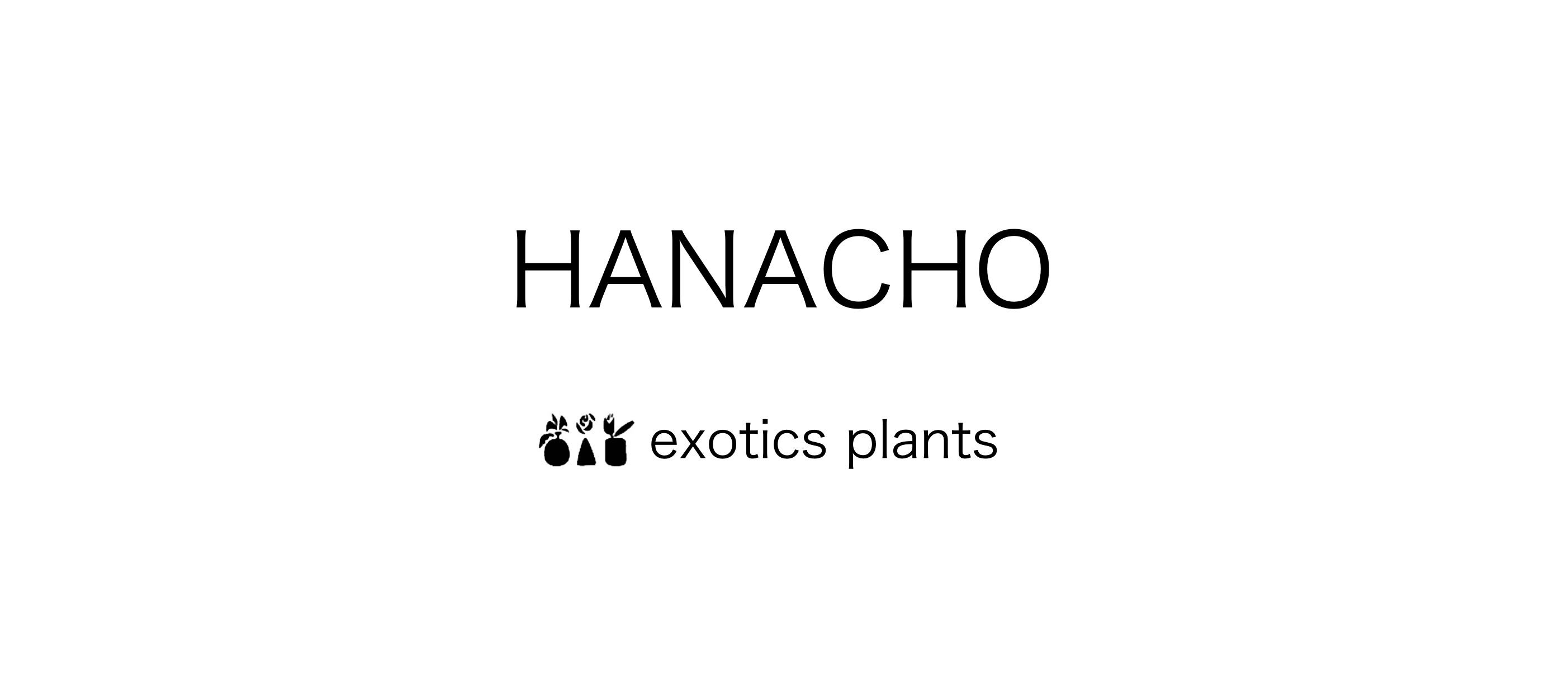 HANACHO exotics plants