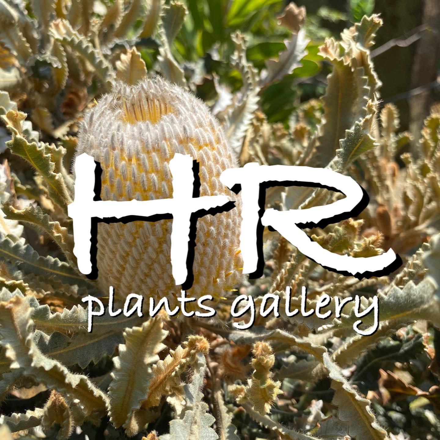 HR plants gallery
